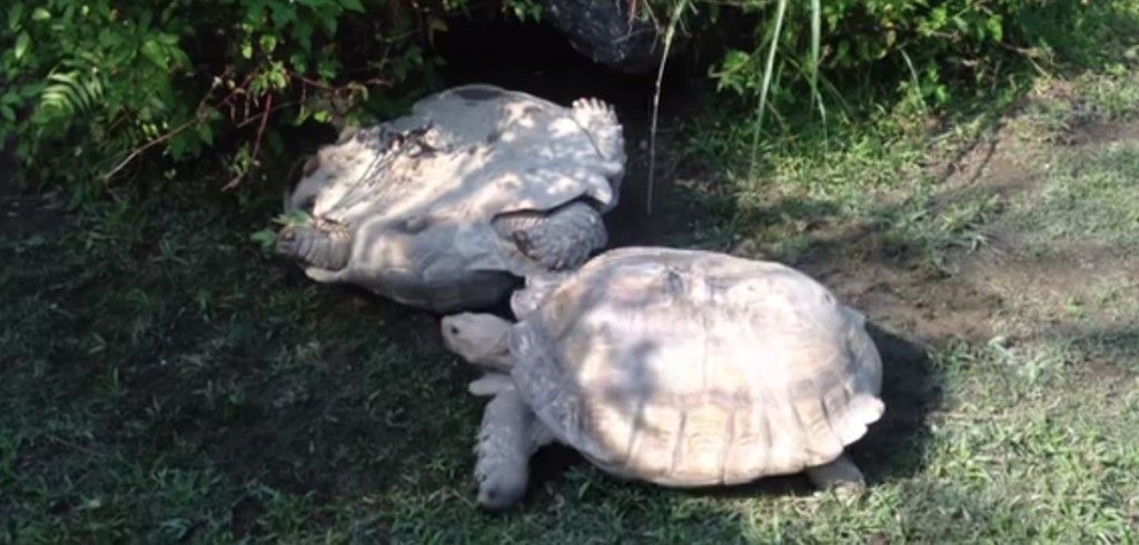 Tortuga corre para salvar a su amiga volcada