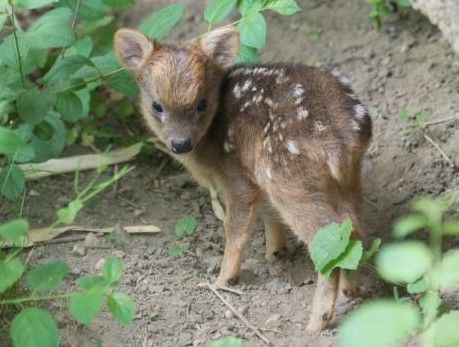 Nace el venado más pequeño del mundo en NY