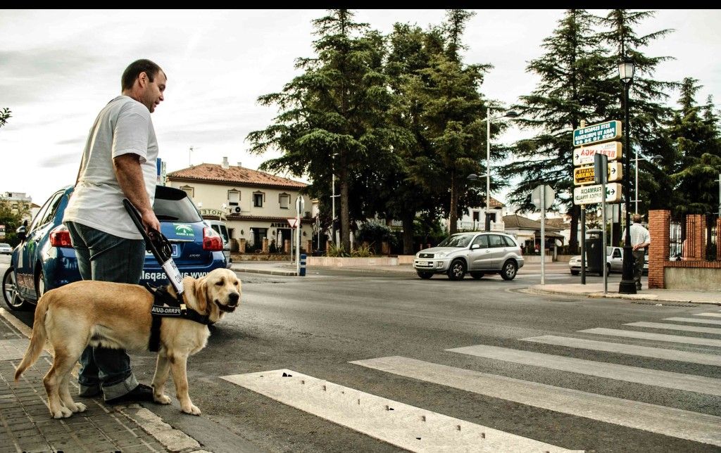 La importancia de los perros guía