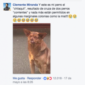 Chilaquil, el perro que conquistó el internet
