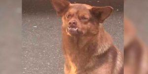 Chilaquil, el perro que conquistó el internet