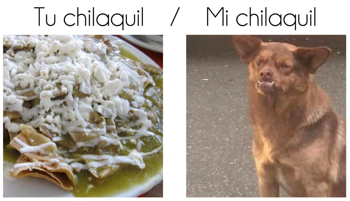Chilaquil, el perro que conquistó el internet