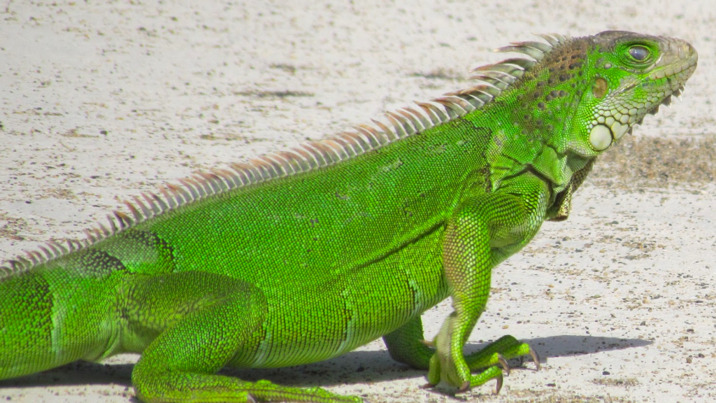 Rescatan a dos reptiles usados para fotos con turistas en Mazatlán