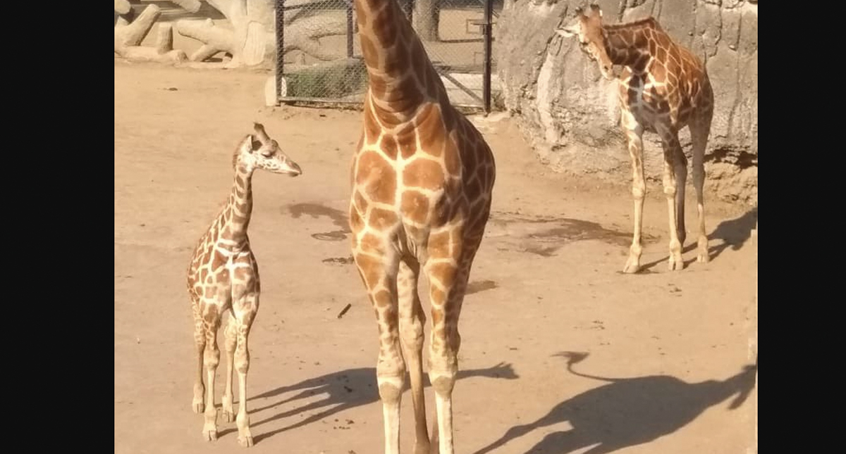 Nace jirafa en el Zoológico de Chapultepec