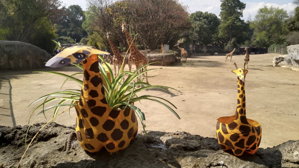 Zoológico de Chapultepec presenta a Sicarú, la nueva jirafa bebé