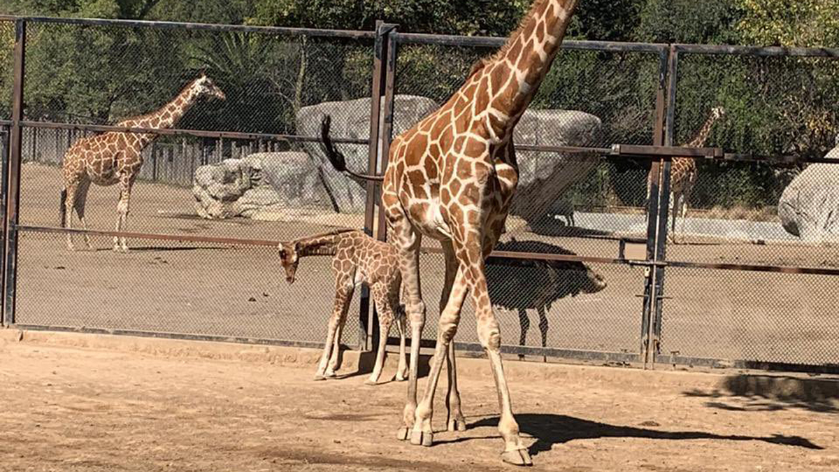 Nace jirafa en Zoológico de Chapultepec