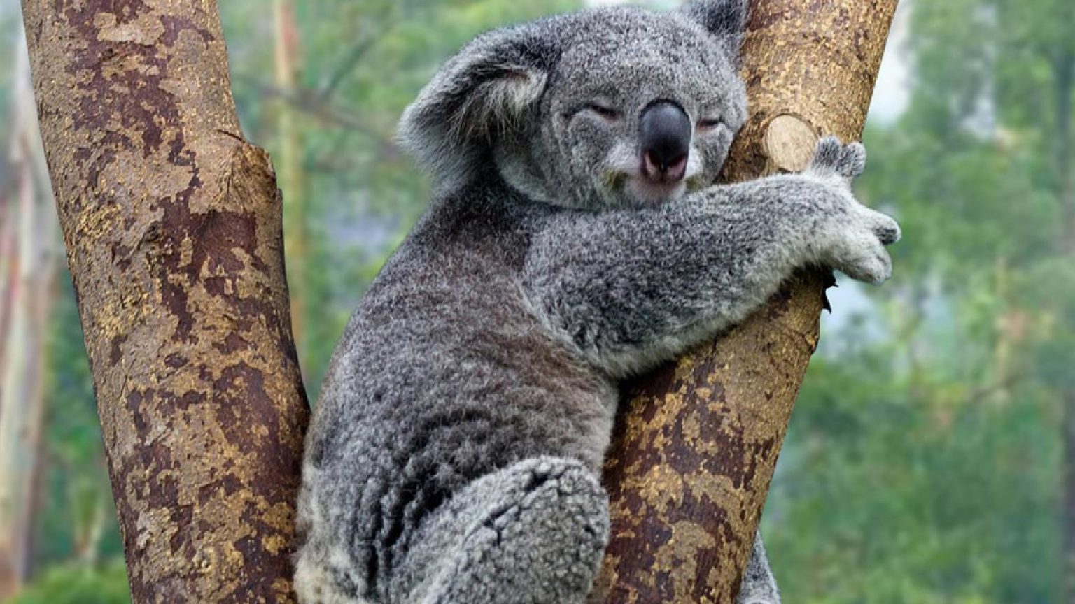 Población de koalas en Australia se redujo 30 por ciento desde 2018