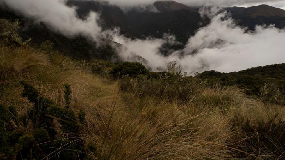 Autoridades hallan osos andinos, especie en extinción, cerca de zona en ...