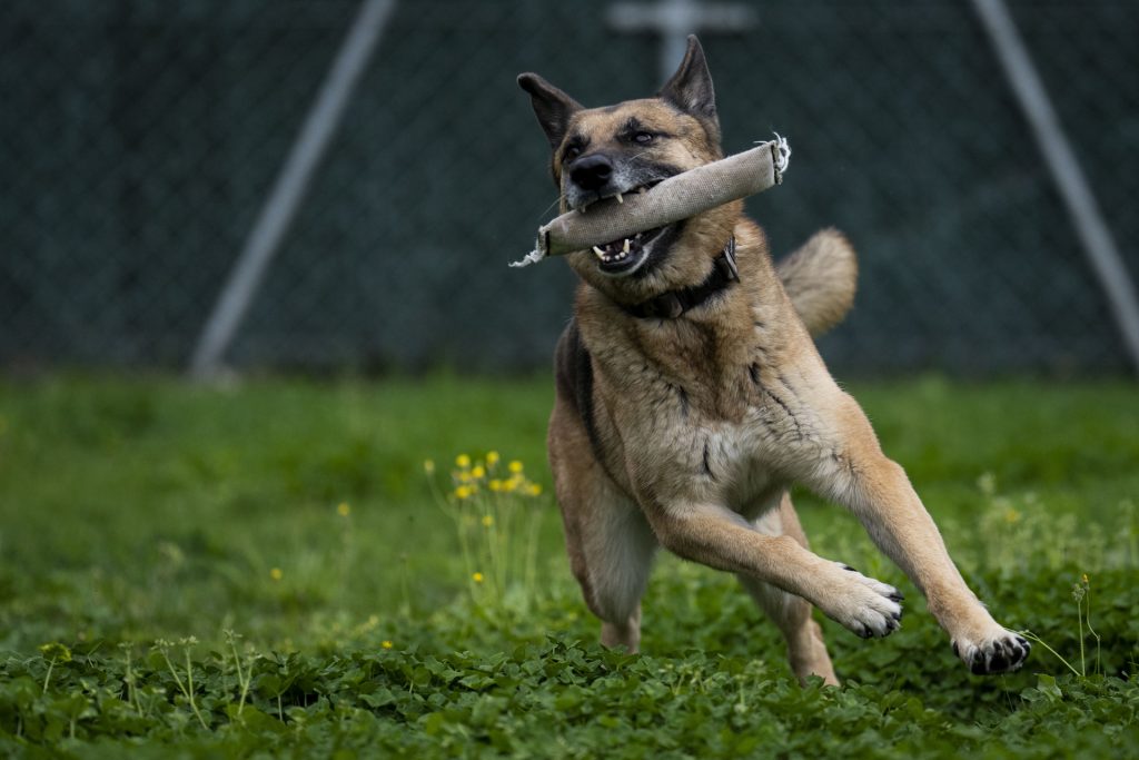 La raza de los perros no determina su comportamiento, señala estudio