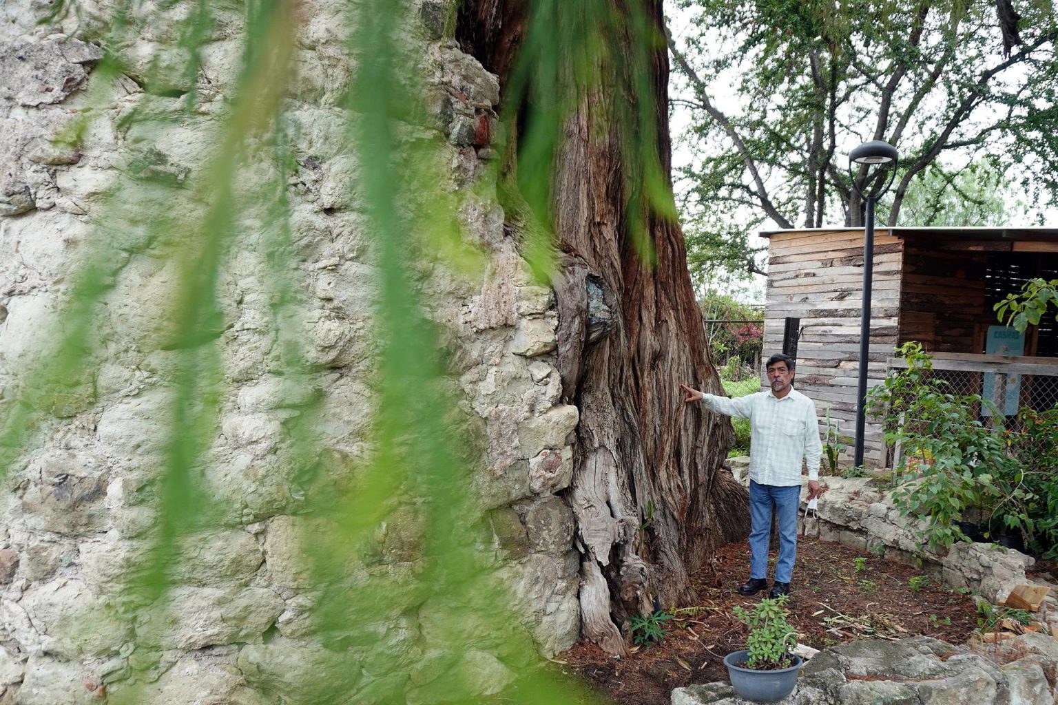 El ahuehuete de más de mil 500 años en Oaxaca que se resiste a perder ...