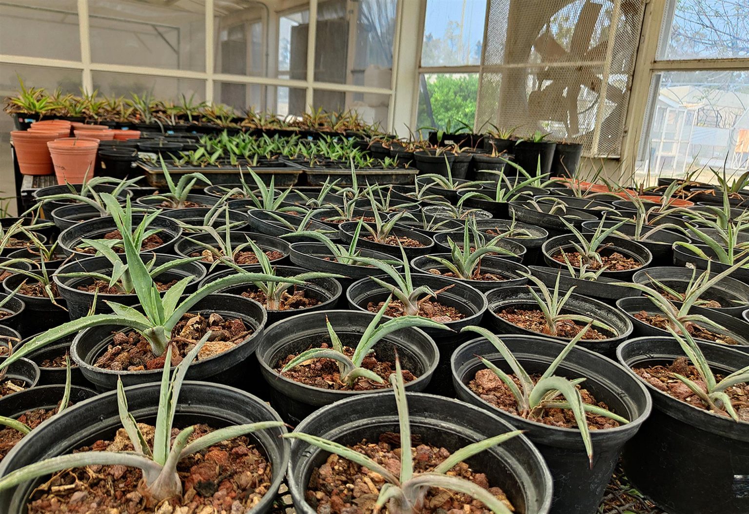 Estudian sustancias del agave para control del peso y diabetes