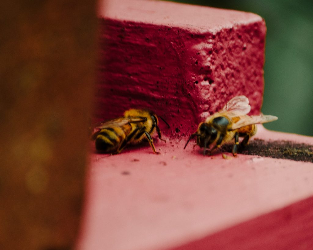 Descubren el mecanismo que regenera las alas de los insectos cuando se ...