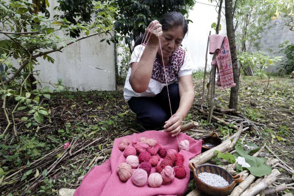 Mujeres preservan crianza de grana cochinilla para obtener el color ...