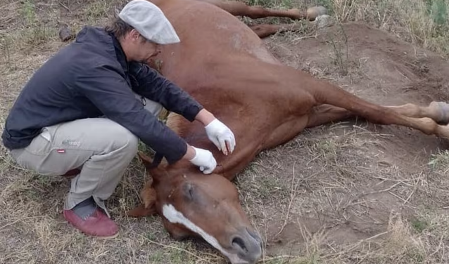 OMS emite recomendaciones ante el primer caso de encefalitis equina en ...