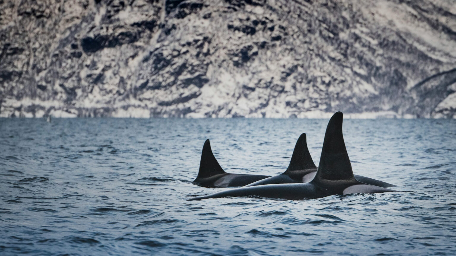 Manada de orcas habría adquirido habilidades para cazar al pez más ...