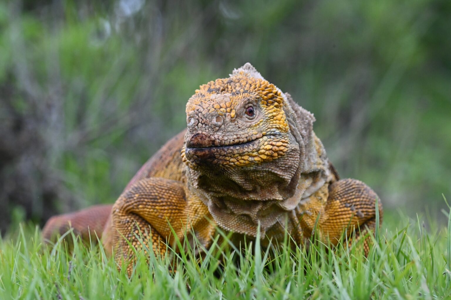 Recaban nuevos datos en las Islas Galápagos para conservar a la ...