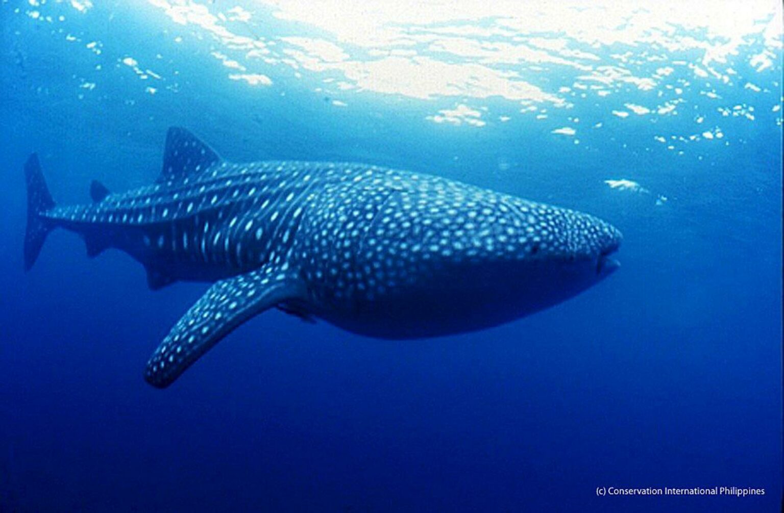 Documental busca concientizar sobre las amenazas que acechan al Tiburón ...