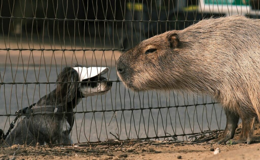 Día del Capibara: los roedores más amistosos y ahora, peluches de moda