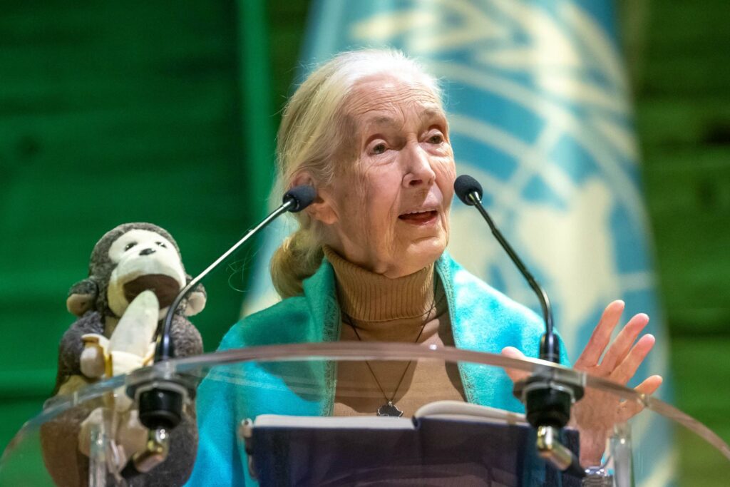 Murió Jane Goodall, científica que dedicó su vida al estudio de los ...