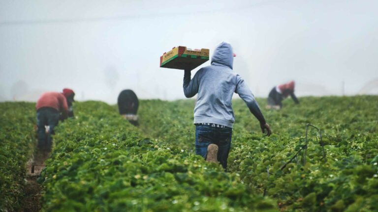 El sector agroalimentario mexicano ve la estacionalidad como el mayor ...