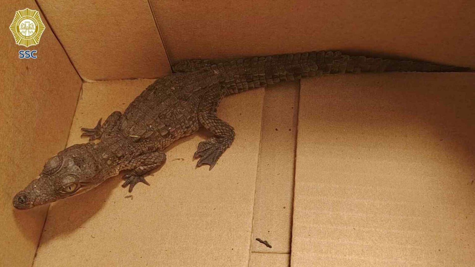 Resguardan cría de cocodrilo hallada en instalaciones de Protección ...